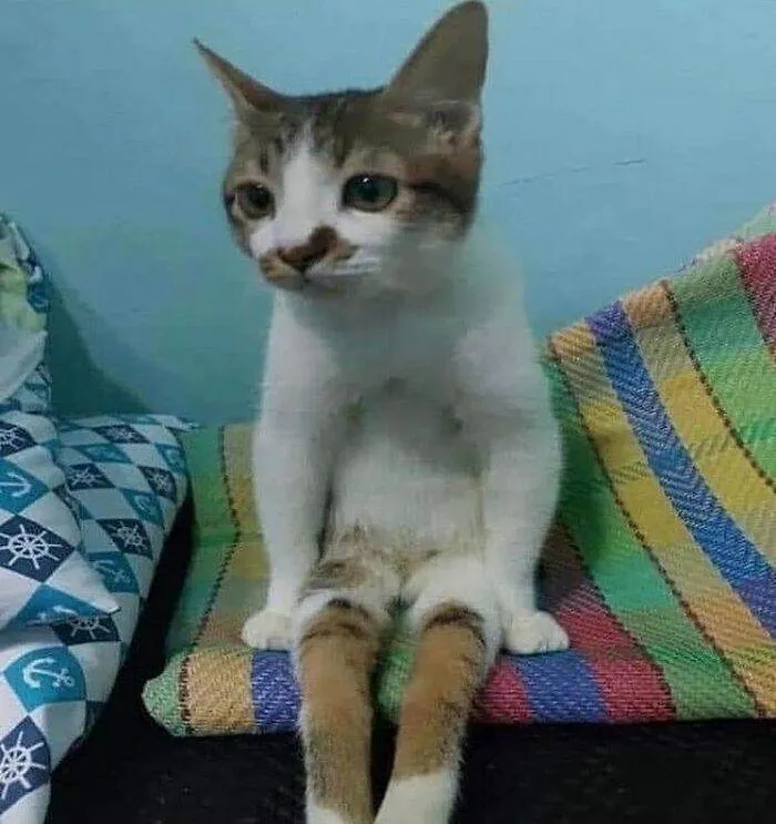 30 Absolutely Adorable Kittens