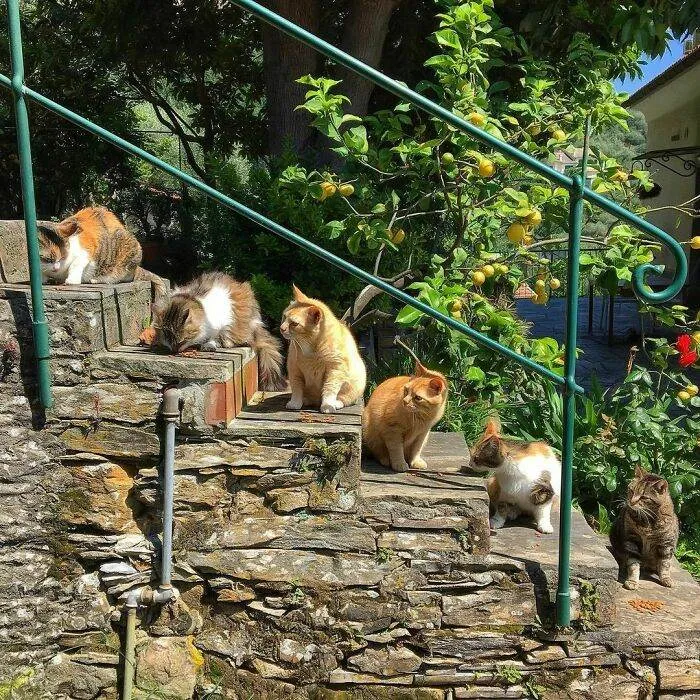 30 Heartwarming Snapshots: A Woman Chronicles Her Cats