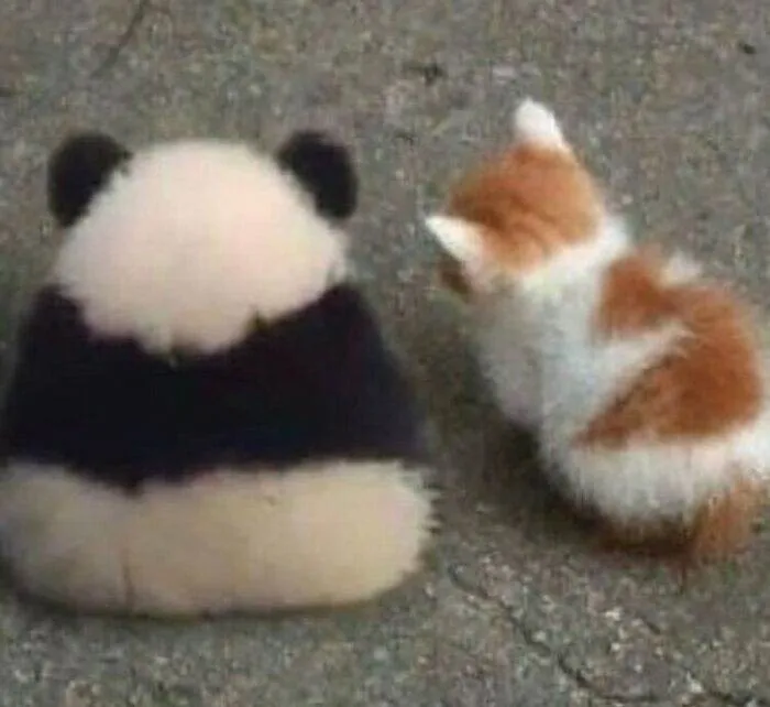 30 Absolutely Adorable Kittens