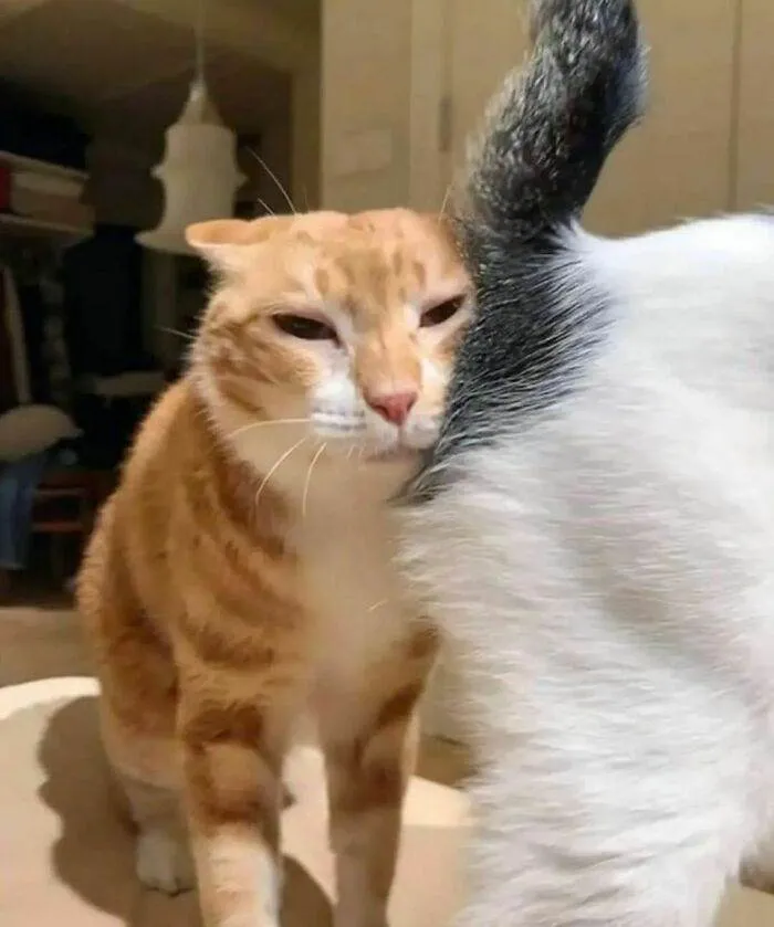 30 Absolutely Adorable Kittens