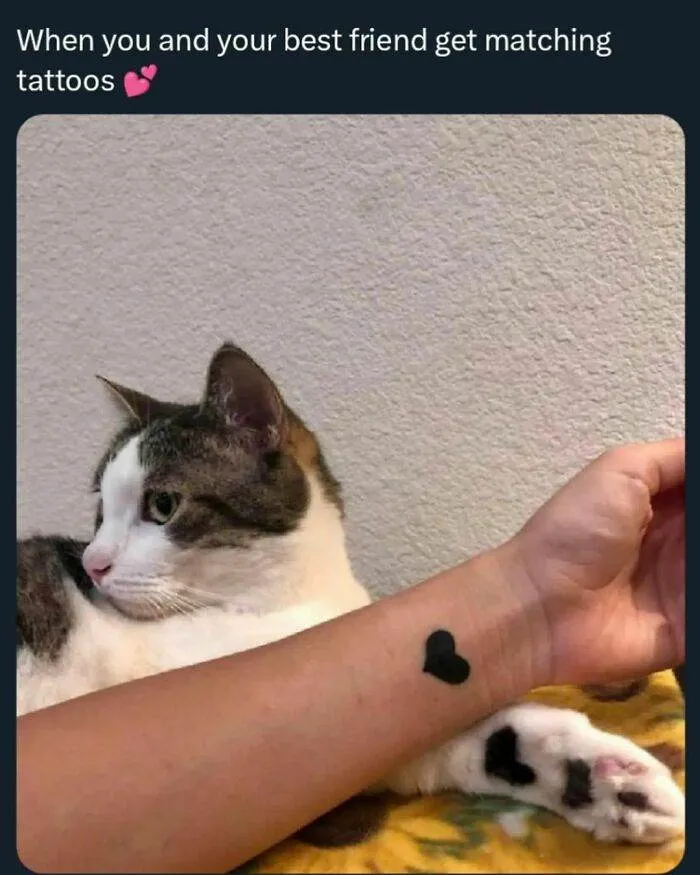 30 Hilarious Cat Memes To Brighten Your Day