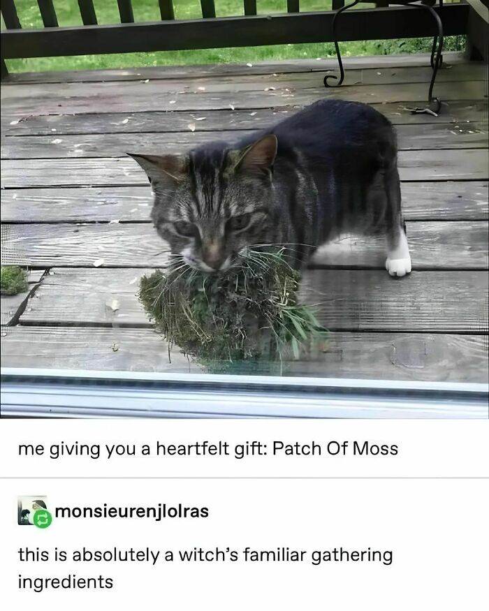 30 Hilarious Cat Memes To Brighten Your Day