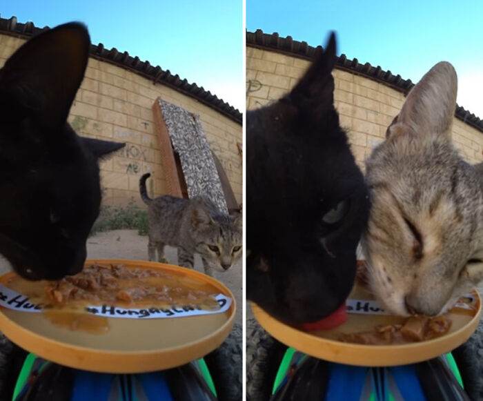 30 Adorable Pics Of A Man Feeding Animals