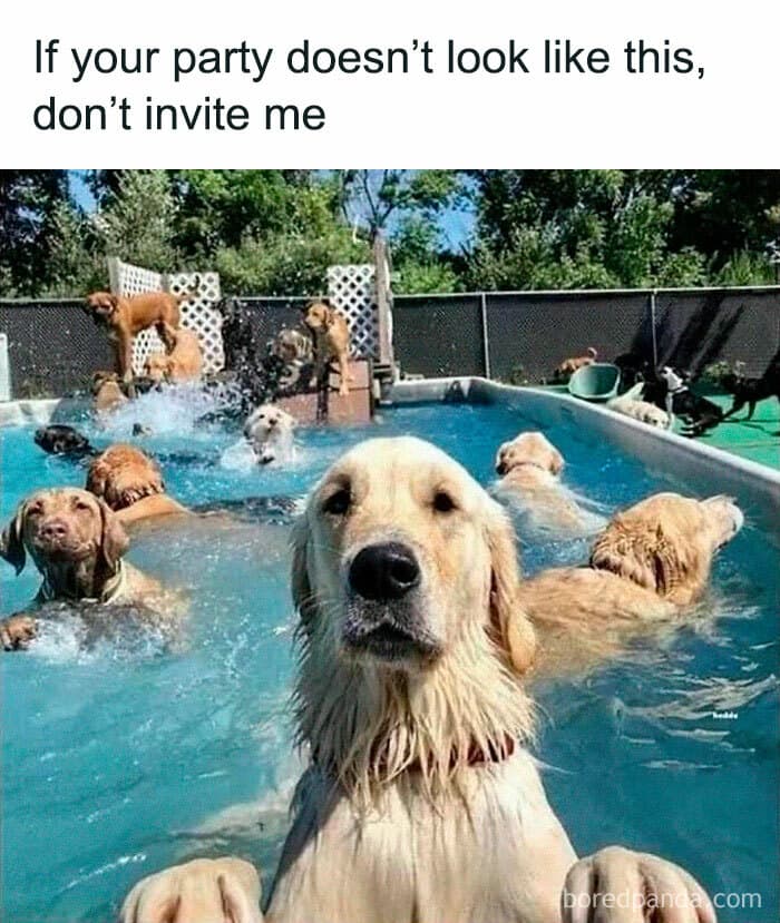 30 Heartwarming Memes For Those Who Prefer Dogs Over