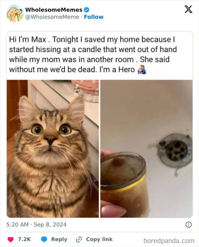 30 Uplifting Memes To Restore Your Faith In The World