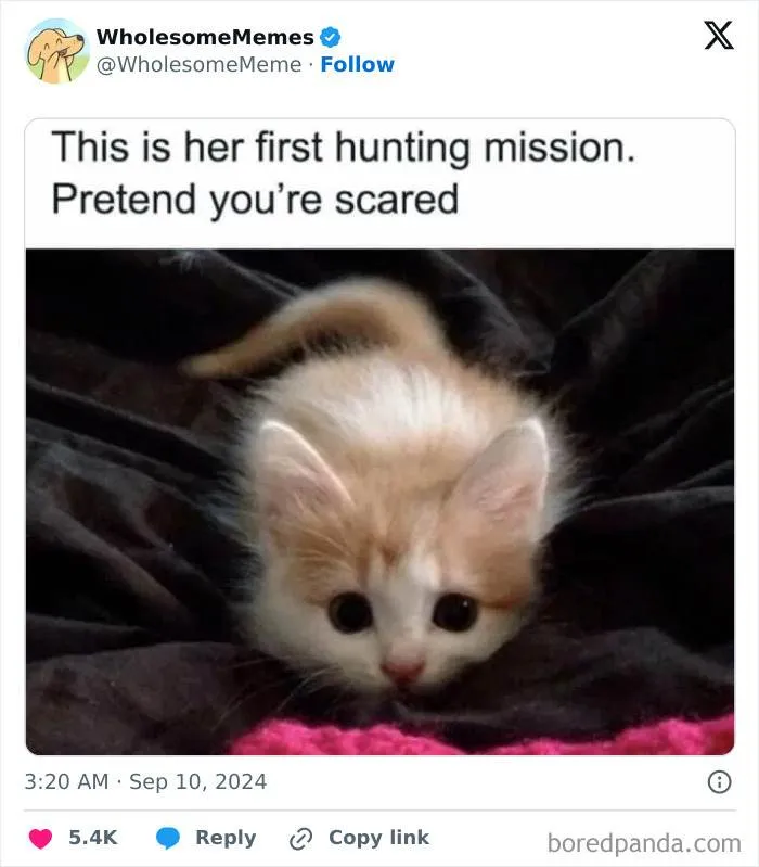 30 Uplifting Memes To Restore Your Faith In The World