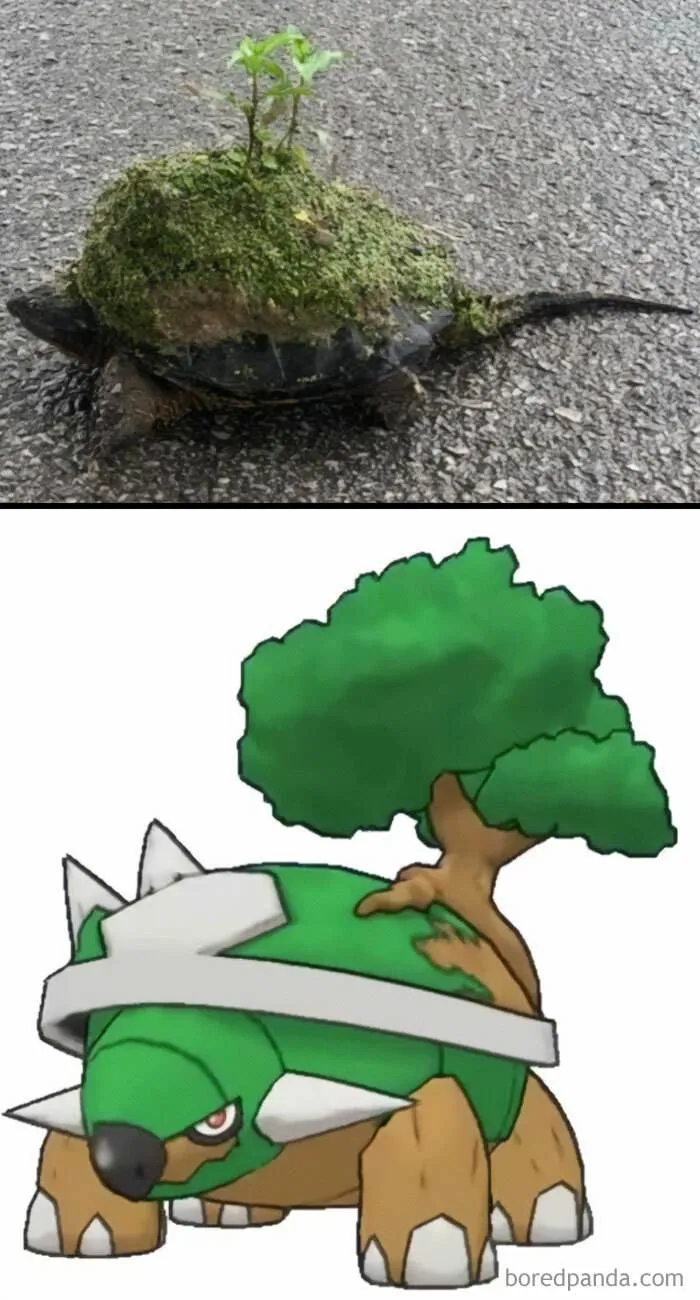 30 Hilarious Turtle Memes You Never Knew You Needed