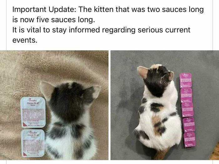 30 Memes Every Cat Owner Will Relate To