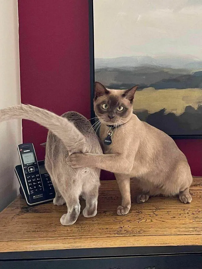 30 Memes Every Cat Owner Will Relate To