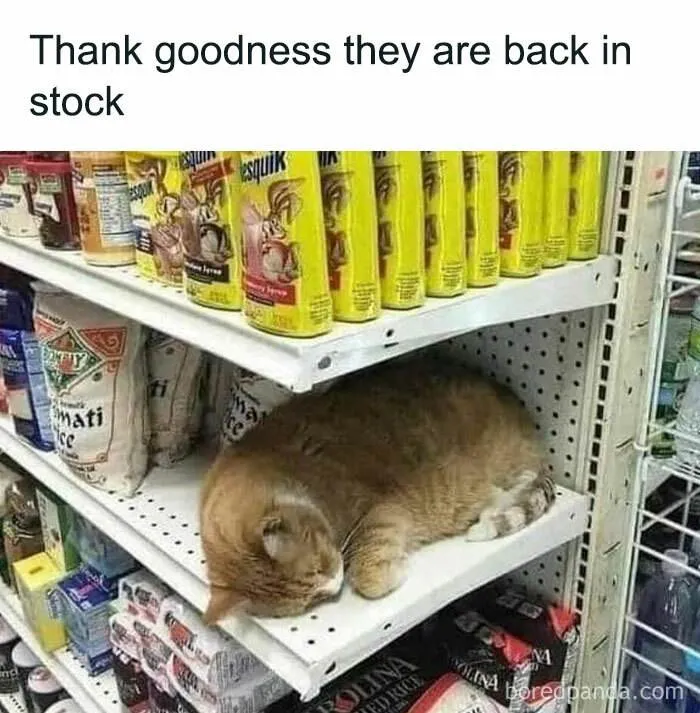 30 Memes Every Cat Owner Will Relate To