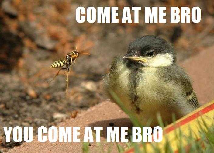 36 Funny Bird Memes