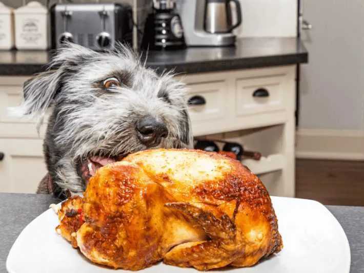 25 Funny Animals Who Are All About That Food