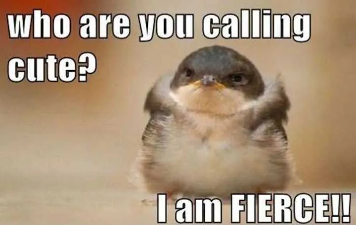 36 Funny Bird Memes