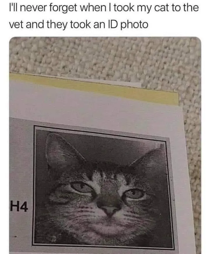 20 Dumb Cat MemesThat Are S FunnyYou Can't Resist Laughing