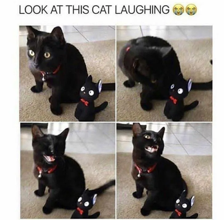 30 Great Cat Memes For The Cat Lovers Out There