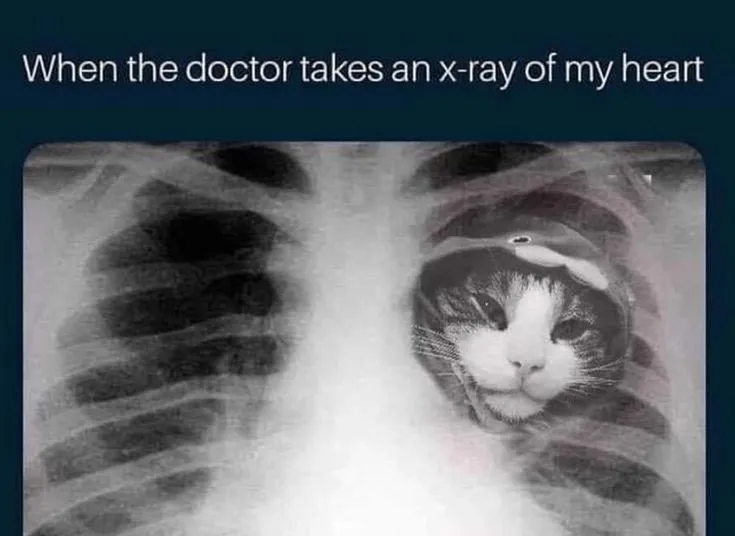 30 Great Cat Memes For The Cat Lovers Out There