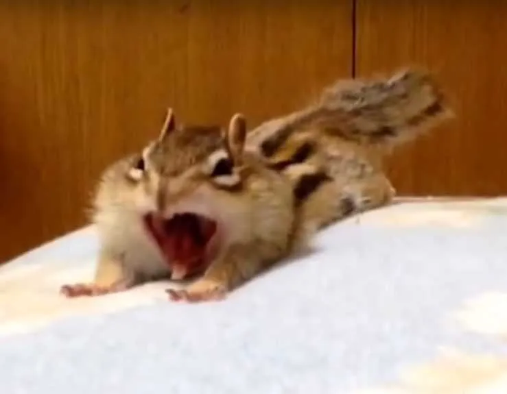 Cutest Chipmunk Ever Plays Around In Comfy Bed Sheets