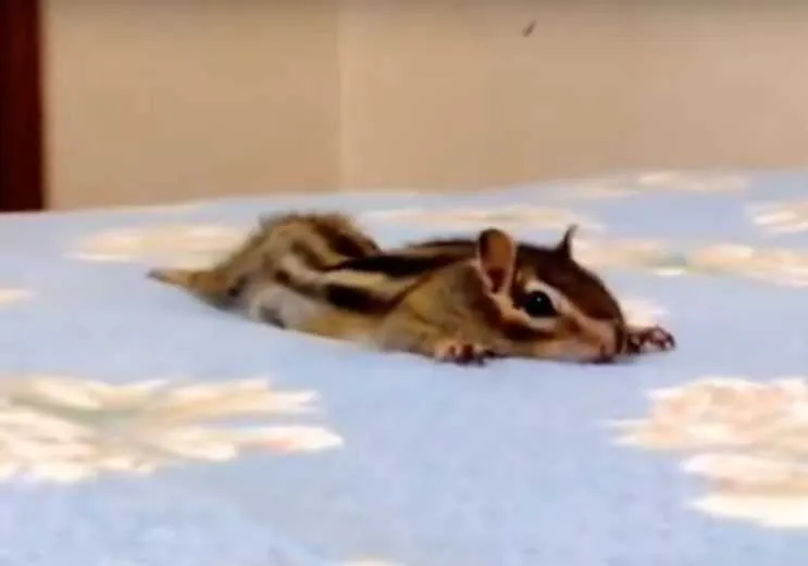 Cutest Chipmunk Ever Plays Around In Comfy Bed Sheets