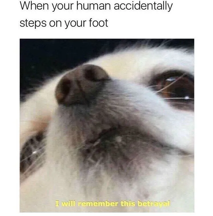 15 Warm And Fuzzy Memes That Will Brighten Up Your Day