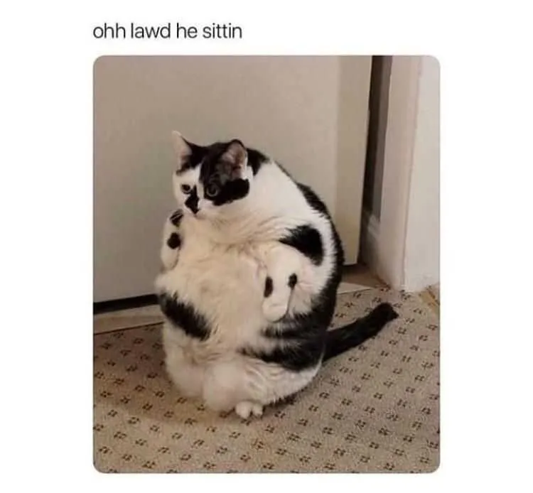 36 Absolute Units And Funny Chonky Animals