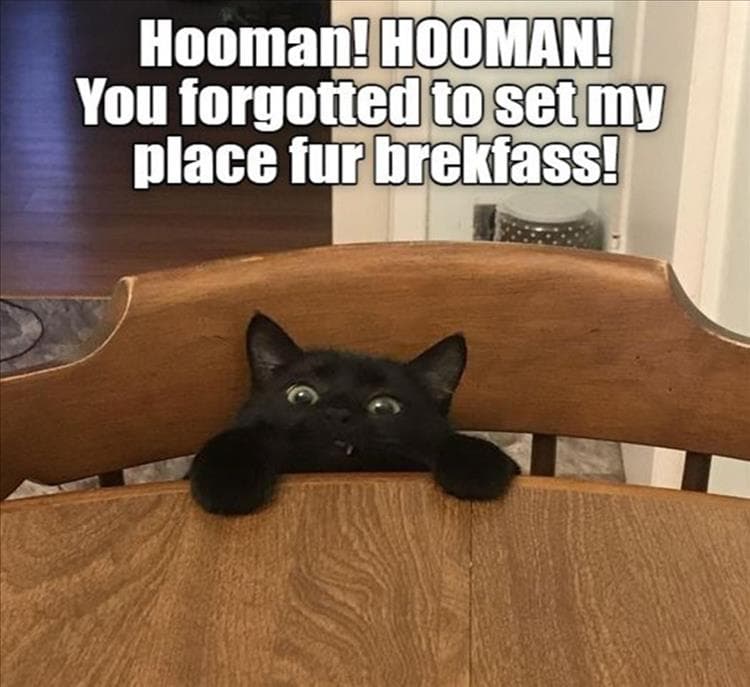 Top 22 Funny Animal Pics With Sayings To Share