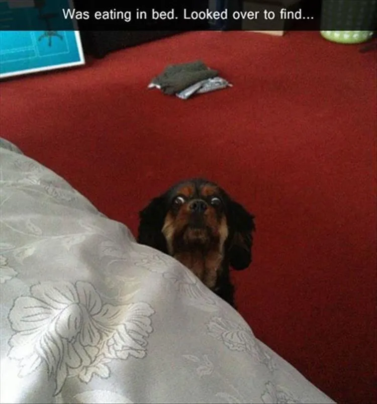 Top 25 Hilarious Animal Pics With Caption