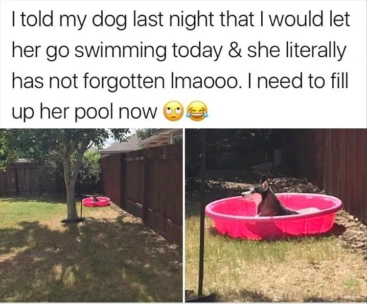 Top 25 Funny Animal Summer Memes