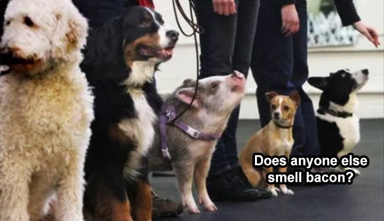 Top 25 Funny Animal Summer Memes