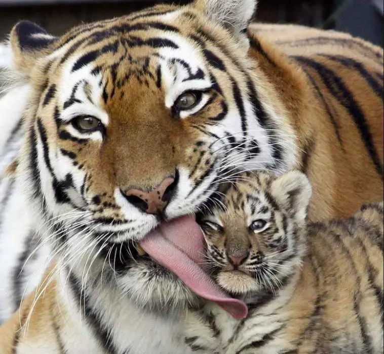 20 Heartwarming Photos Of Animal Parents And Their Babies
