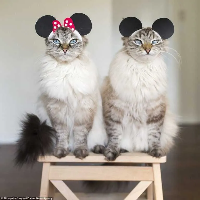 22 Hilarious Pictures Of Cats At Their Best And Worst | The Funny Beaver