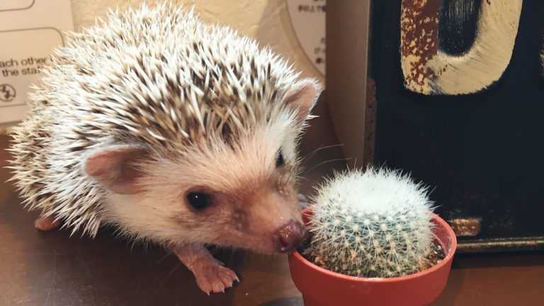 24 Cute Hedgehog Pictures That Show Some Spikey Love