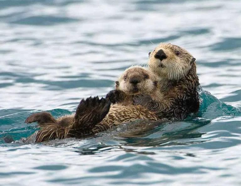 20 Heartwarming Photos Of Animal Parents And Their Babies