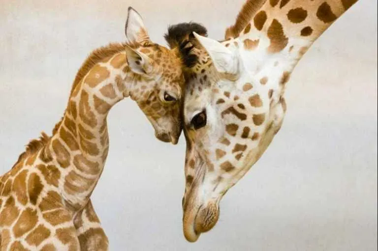 20 Heartwarming Photos Of Animal Parents And Their Babies