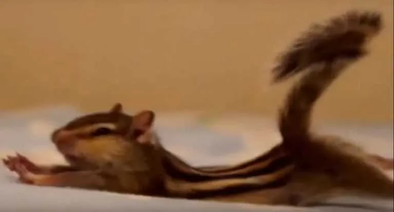 Cutest Chipmunk Ever Plays Around In Comfy Bed Sheets