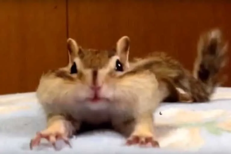 Cutest Chipmunk Ever Plays Around In Comfy Bed Sheets