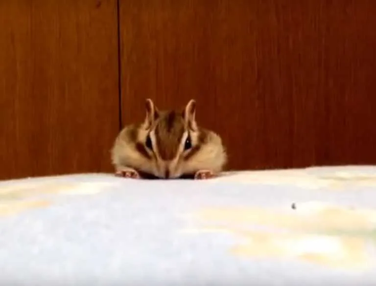 Cutest Chipmunk Ever Plays Around In Comfy Bed Sheets