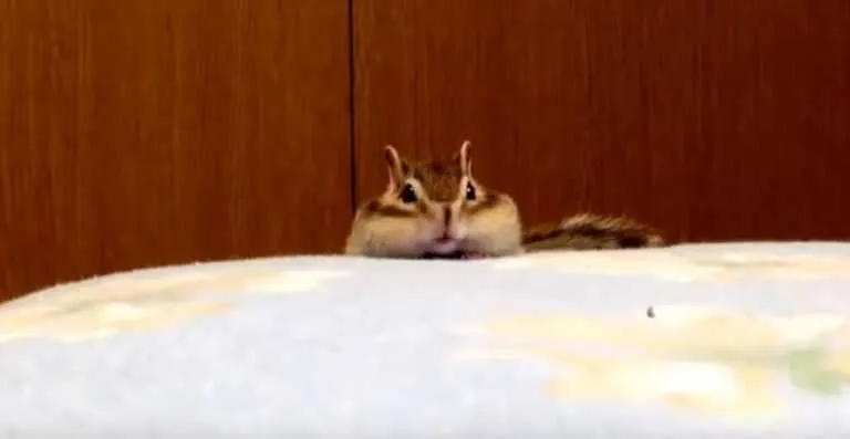 Cutest Chipmunk Ever Plays Around In Comfy Bed Sheets