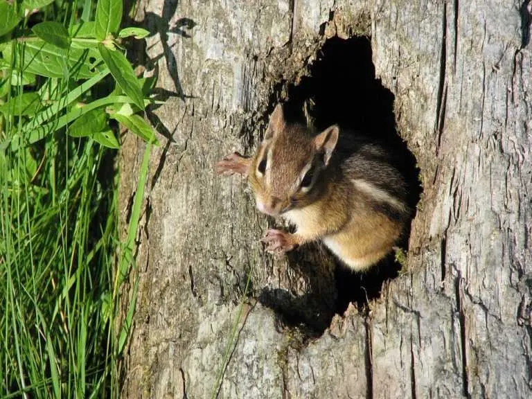 Cutest Chipmunk Ever Plays Around In Comfy Bed Sheets