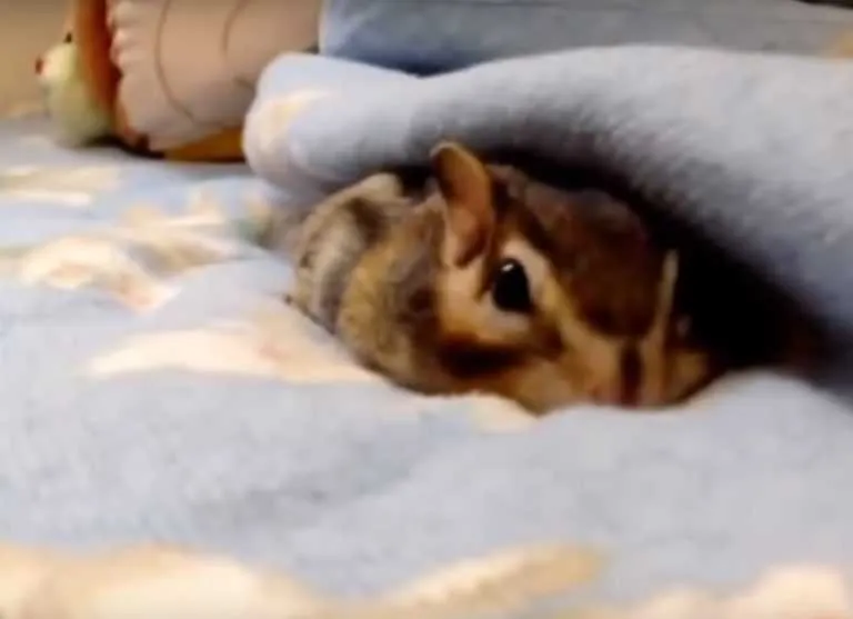 Cutest Chipmunk Ever Plays Around In Comfy Bed Sheets