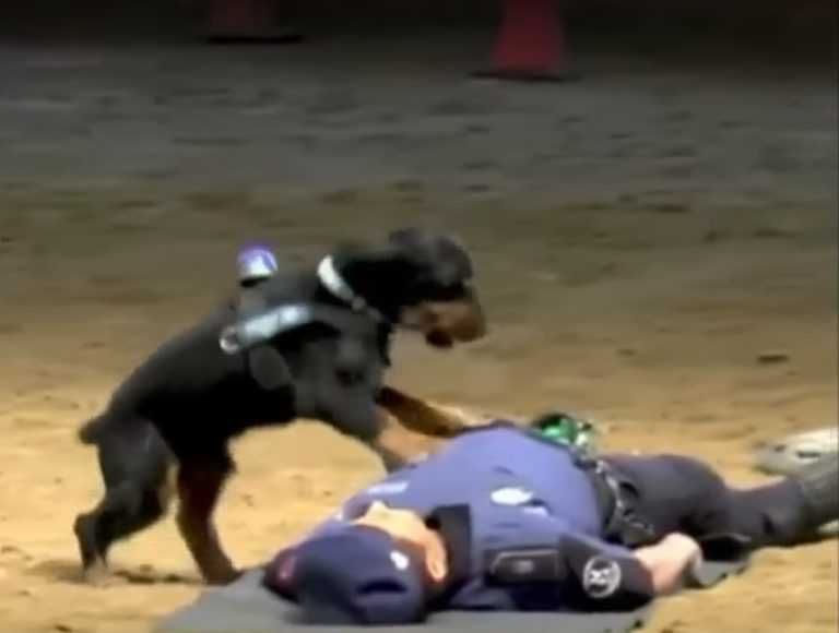 Tiny Pooch Becomes Internet Sensation After Saving Police Officer’s Life
