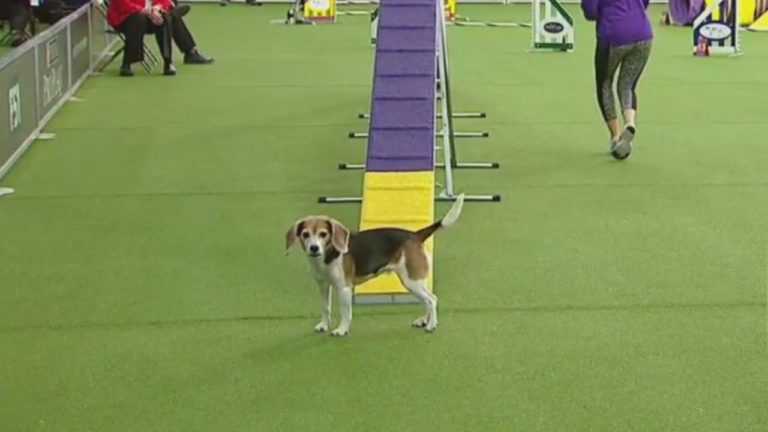 38 Funniest Memes About Dog Shows