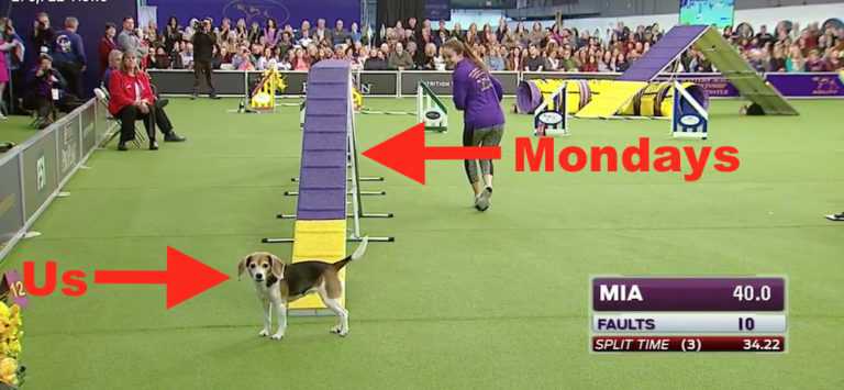 38 Funniest Memes About Dog Shows