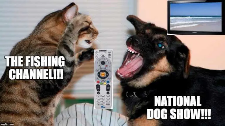 38 Funniest Memes About Dog Shows