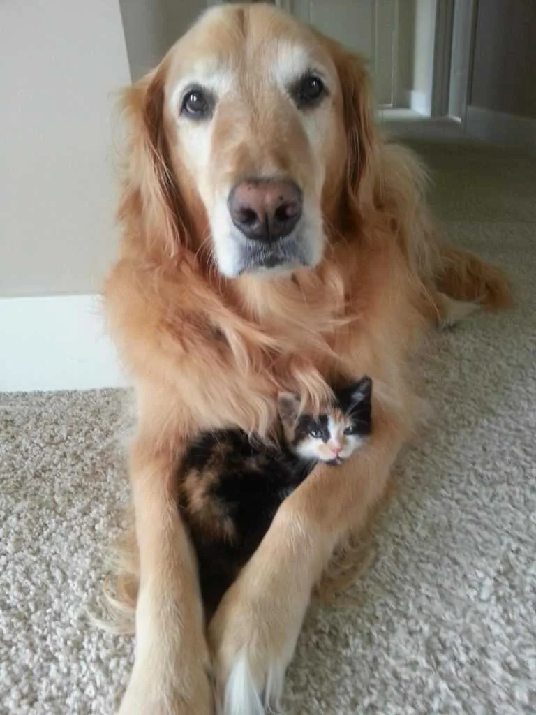 24 Funny Pictures Of Pet Friends