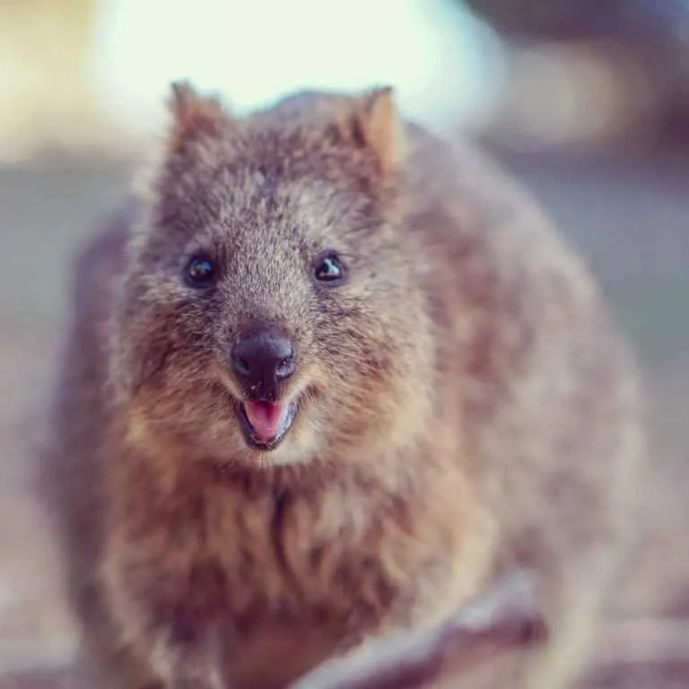 30 Funny Quokka Pictures That Will Make You Book A Flight To Australia ...