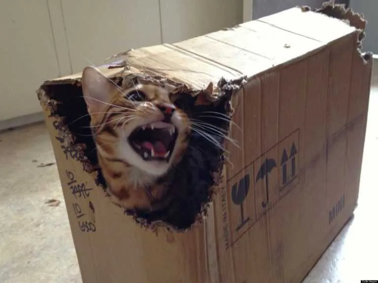 20 Funny Pictures Of Box-Loving Cats