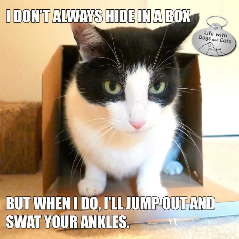 20 Funny Pictures Of Box-Loving Cats
