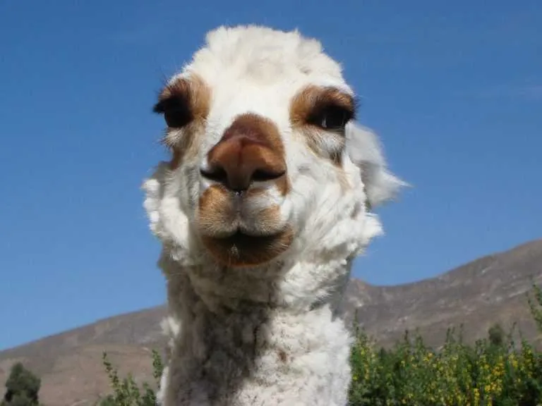 42 Llamas And Alpacas That Shouldn't Be This Cute