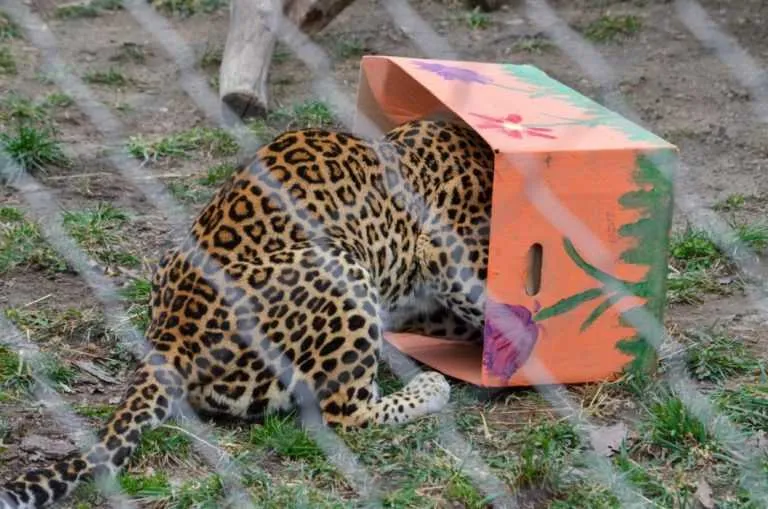 20 Funny Big Cats Who Love Cardboard Boxes Too