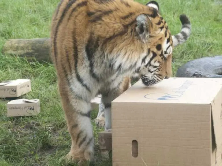 20 Funny Big Cats Who Love Cardboard Boxes Too